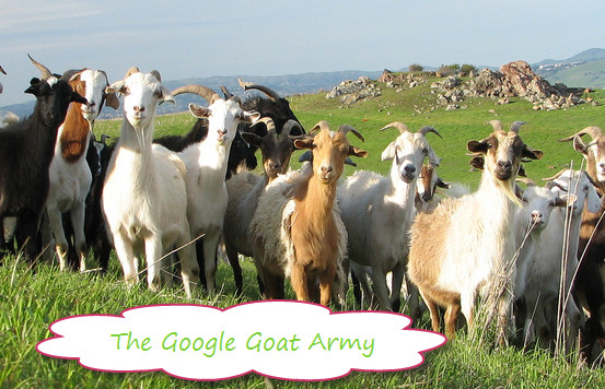 Guess The New Recruits At Google? “Goats”!!
